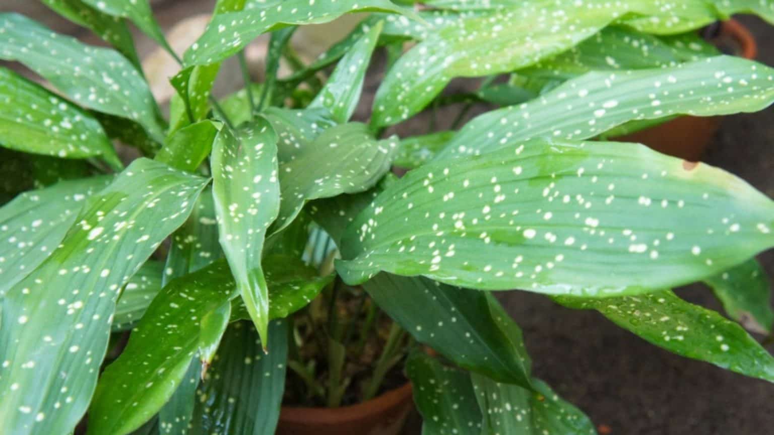 The 5 Best Small House Plants (Shade Loving) For Small Spaces
