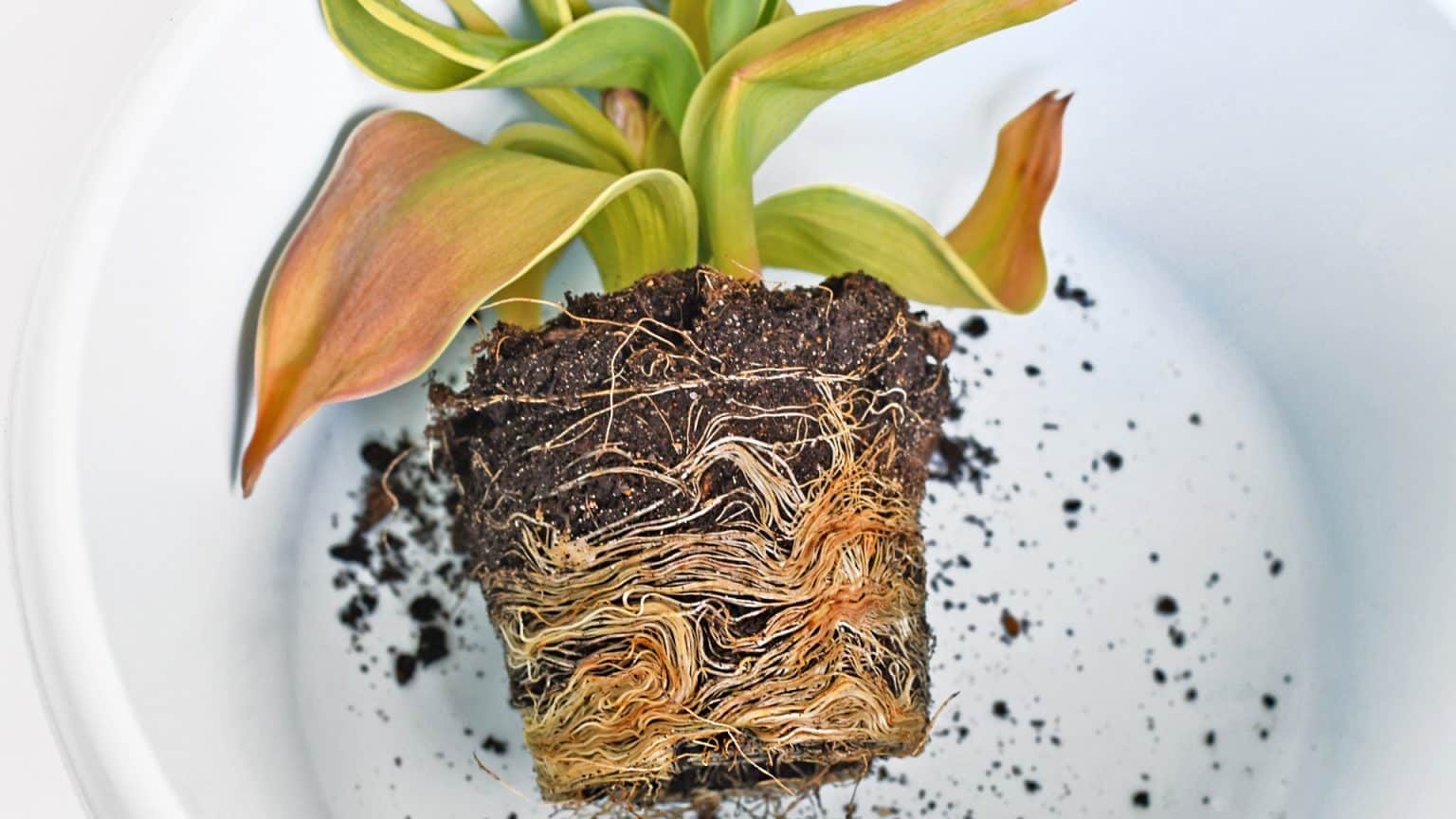 The Best Indoor Plants (Sun Loving) For A Small Space