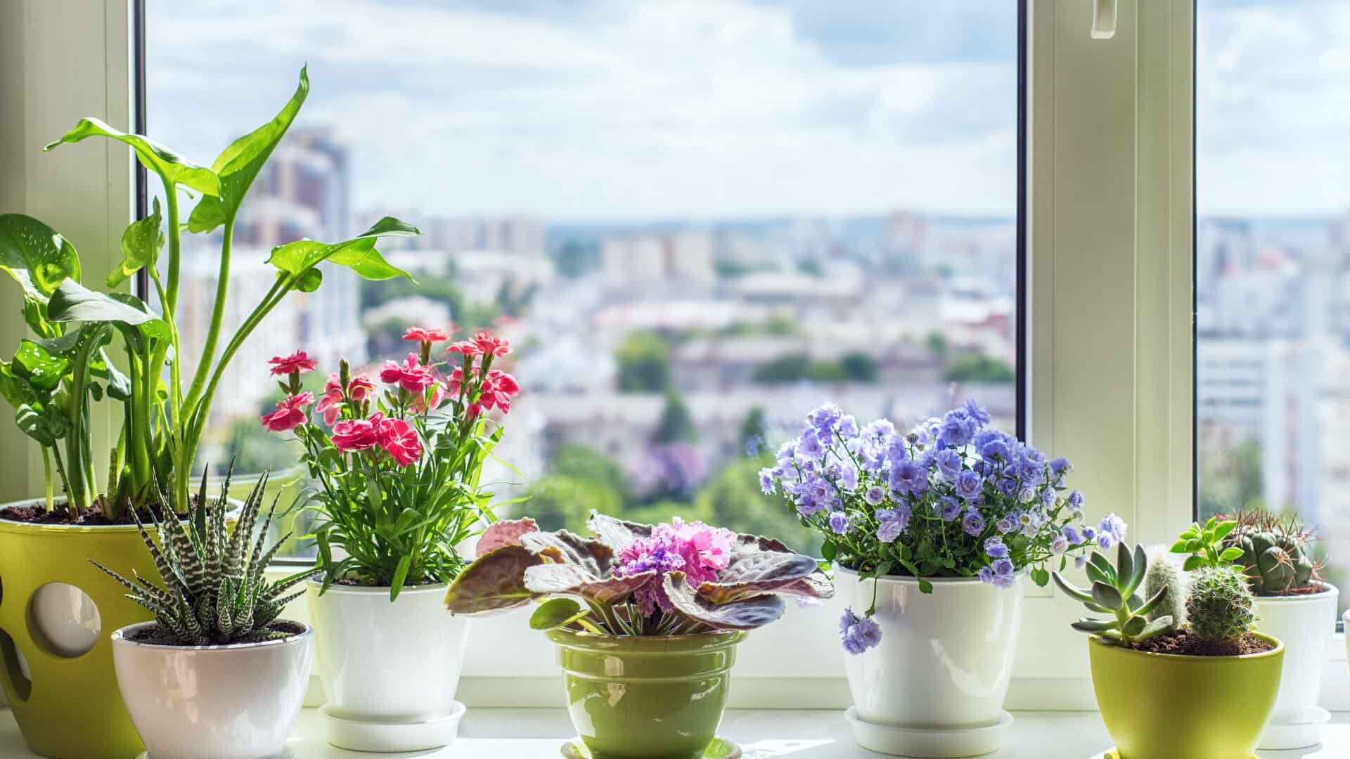 The 5 Best Small House Plants (Shade Loving) For Small Spaces 2024