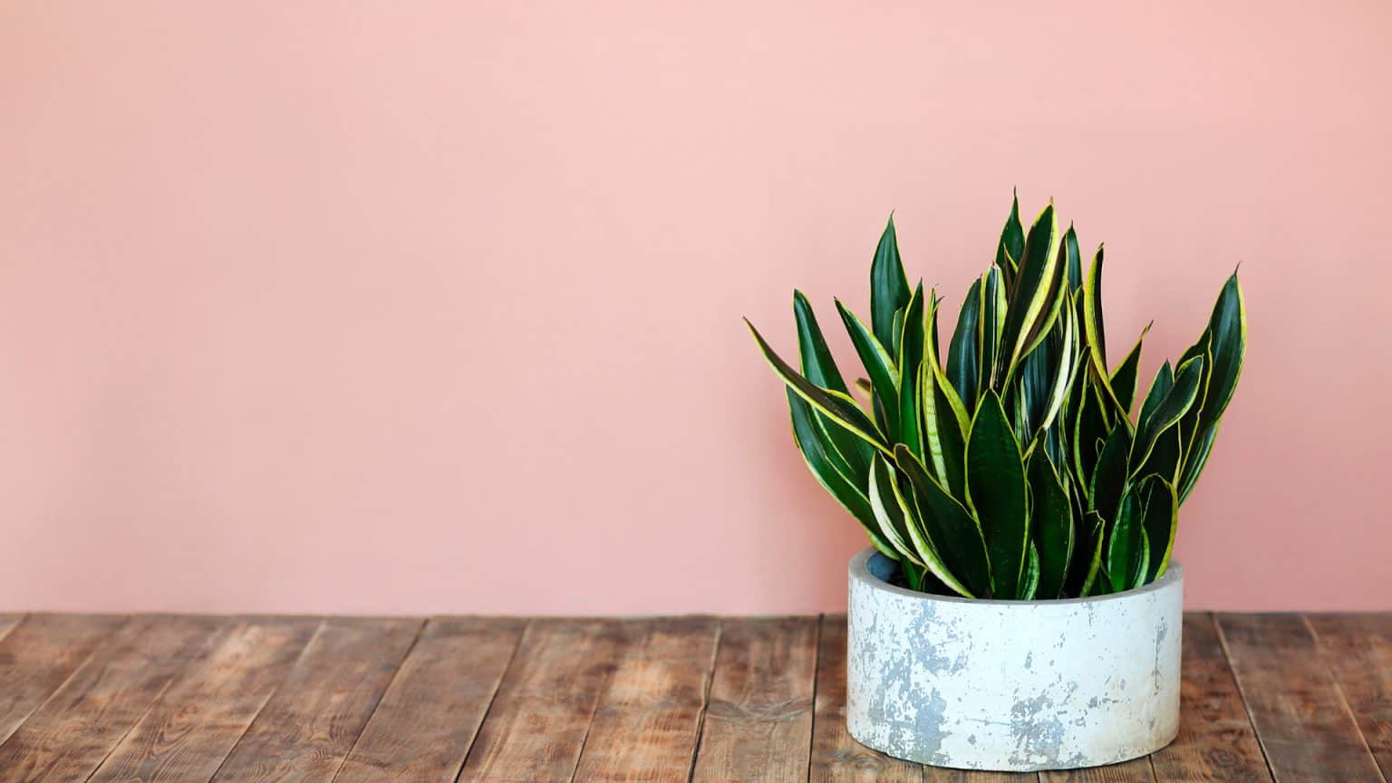 The 5 Best Small House Plants (Shade Loving) For Small Spaces