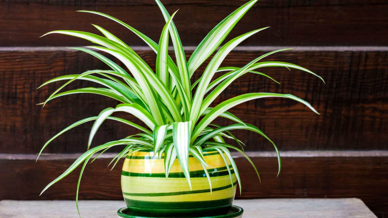 The 5 Best Small House Plants (Shade Loving) For Small Spaces