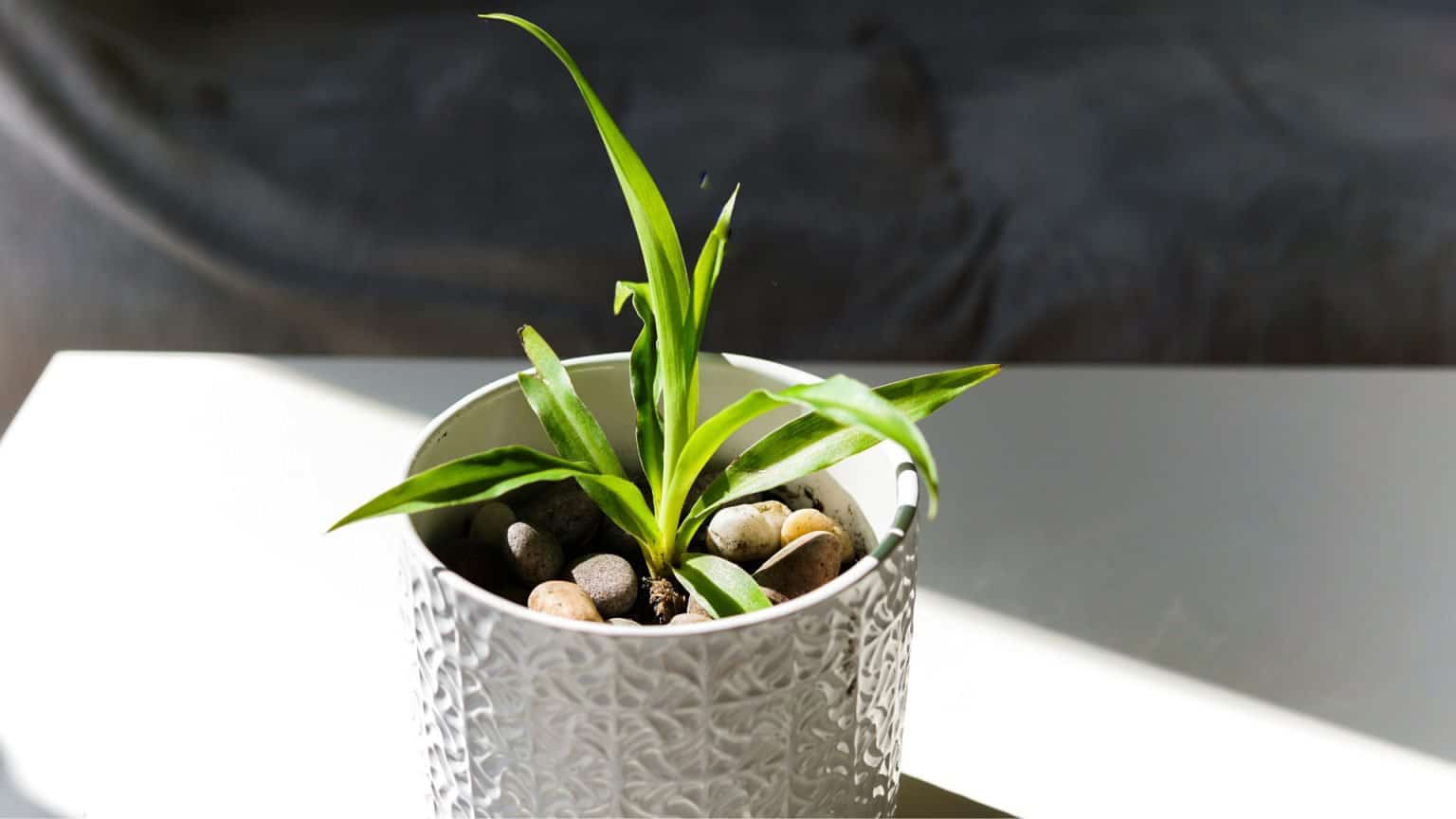The 5 Best Small House Plants (Shade Loving) For Small Spaces