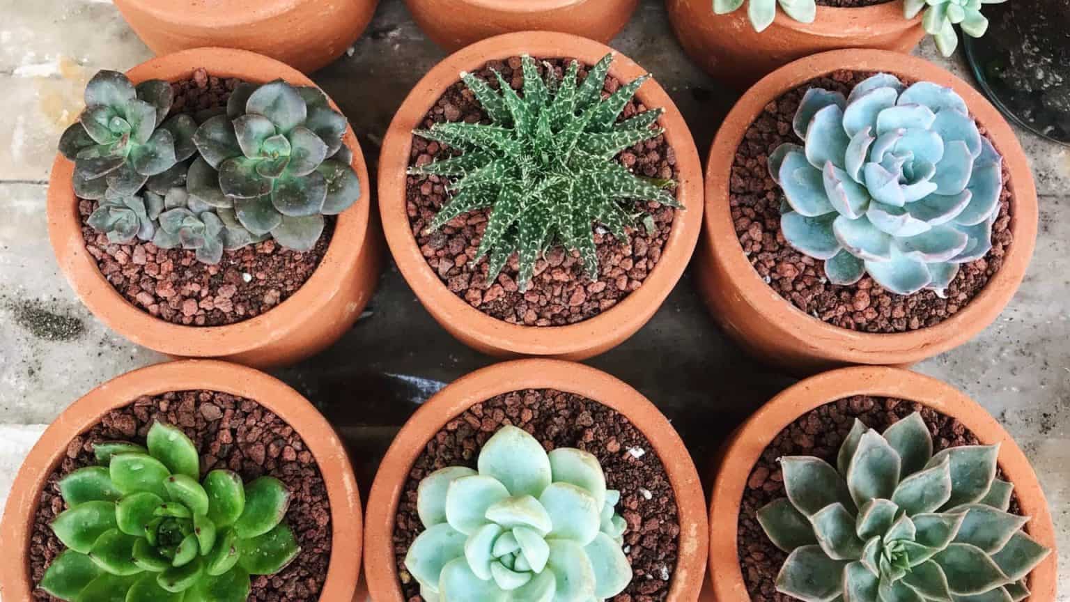 The Best Indoor Plants (Sun Loving) For A Small Space